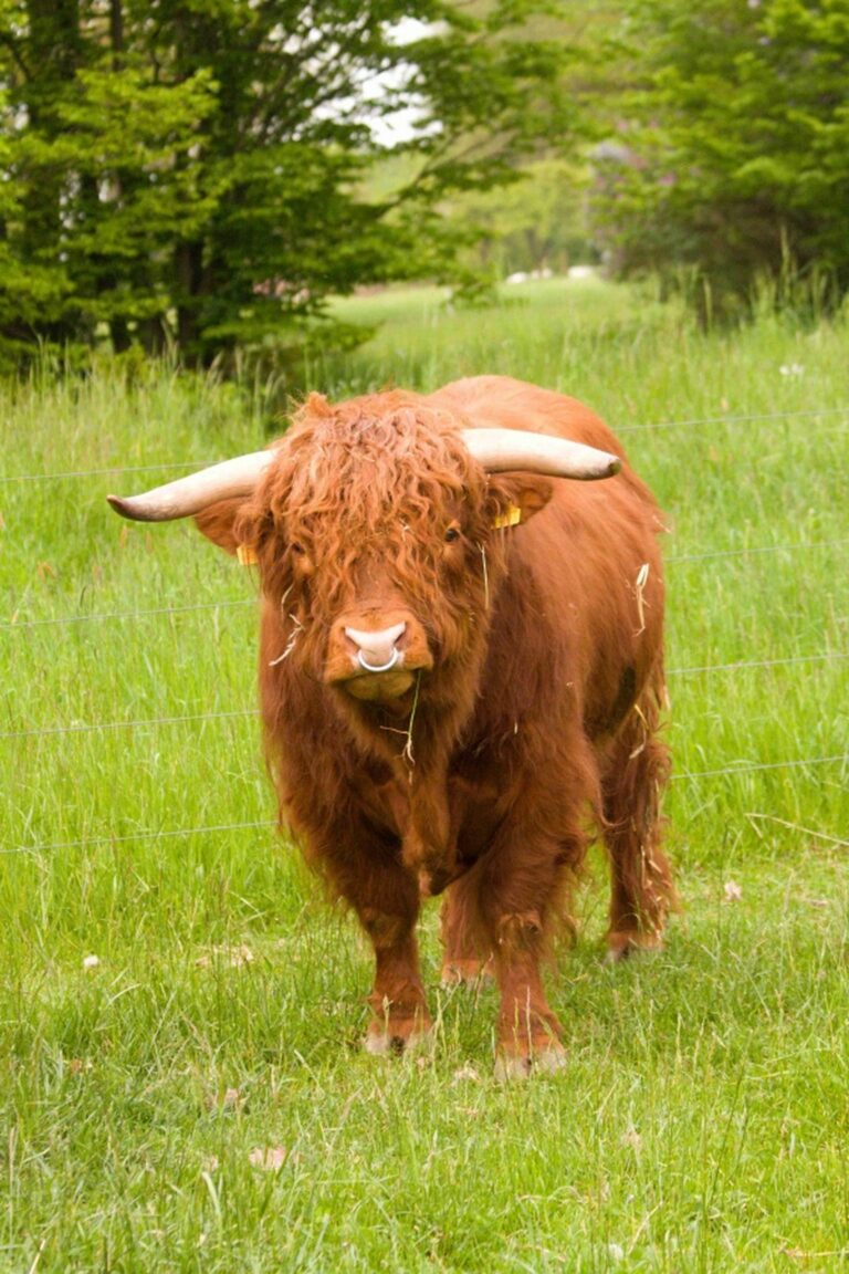 O plemeni – Skotský náhorní skot